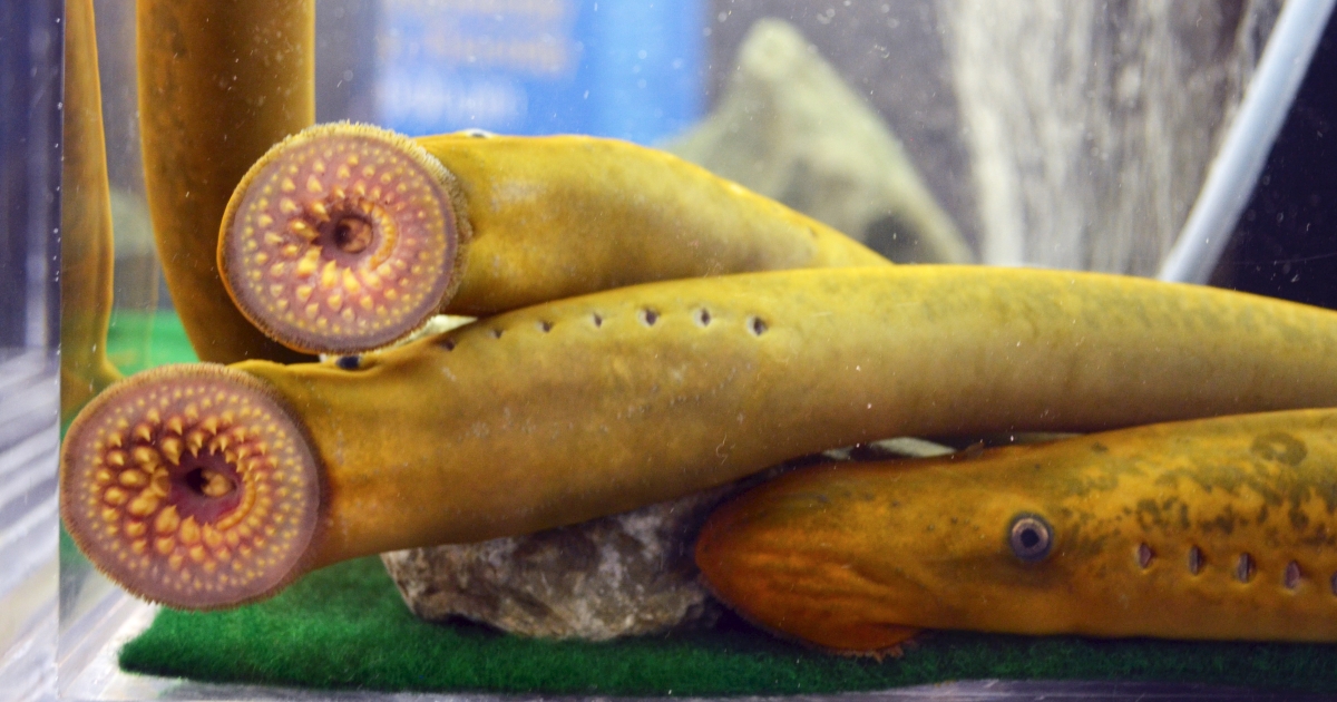 All about invasive sea lamprey | U.S. Fish & Wildlife Service